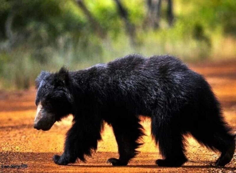 From Hambantota Port: All Inclusive Half Day Safari in Yala - Why Choose This Safari?