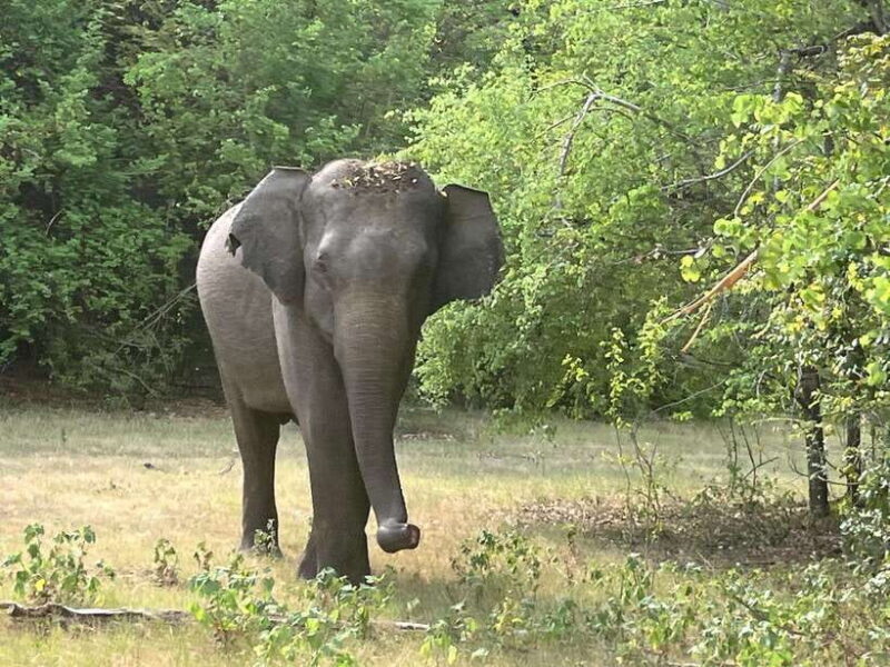 From Hambantota Port: Yala National Park Private Safari - A Detailed Look at the Safari Experience