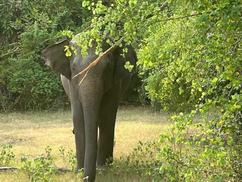 From Hambantota Port: Yala National Park Private Safari - FAQ