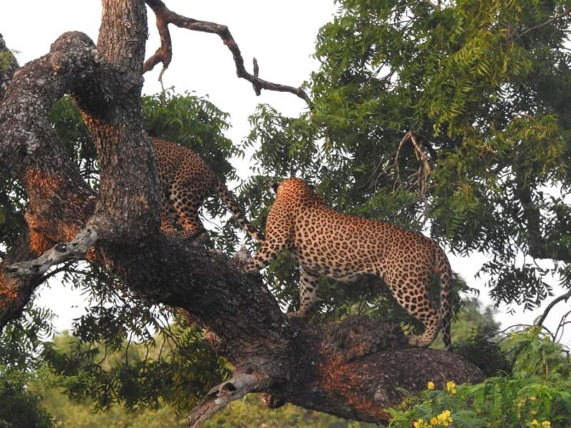 From Hambantota Port: Yala National Park Safari - Introduction