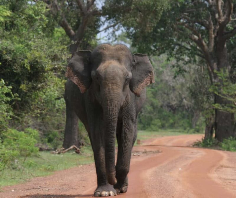 From Hambantota Port: Yala National Park Safari - The Value of This Safari