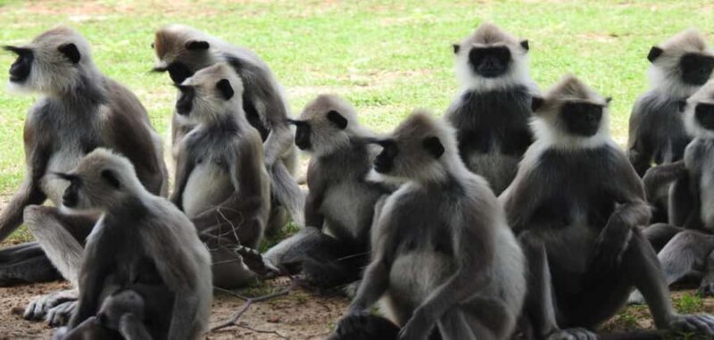 From Hambantota Port: Yala National Park Safari - Final Thoughts