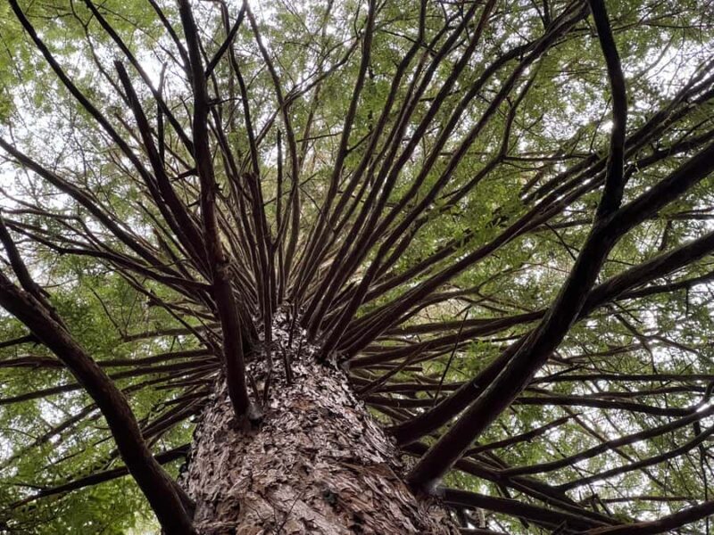 From Hamilton - WAI-O-TAPU, Redwood & Blue Springs Day Tour - Key Points