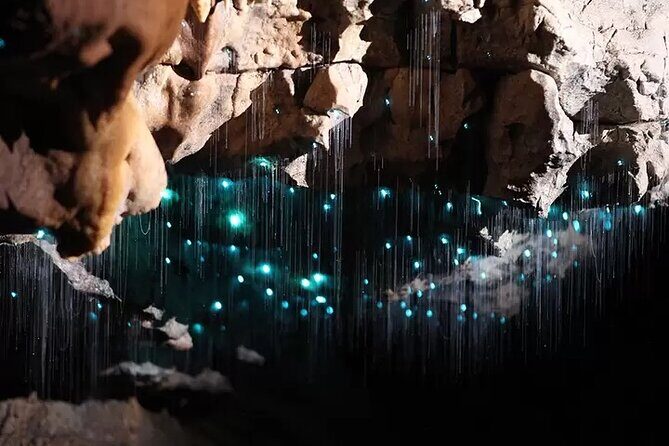 From Hamilton: Waitomo Glowworm & Cave Explorer Small Group Tour - Return Trip: Reflecting on the Day