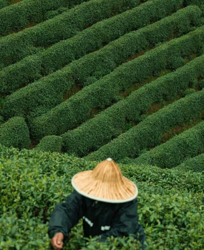 From Hangzhou: Longwu Tea Village, Longmen Town & Dam Tour - An In-Depth Look at the Tour