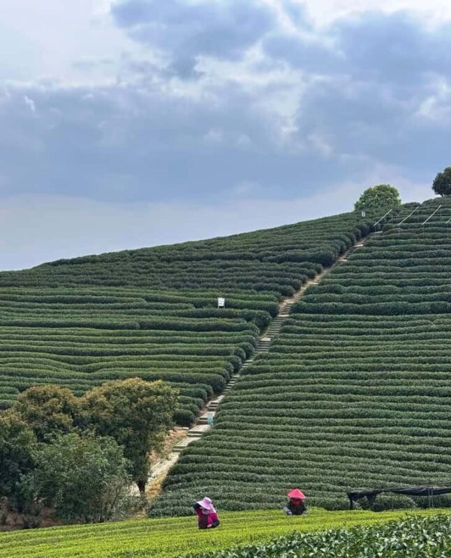 From Hangzhou: Longwu Tea Village, Longmen Town & Dam Tour - Final Thoughts