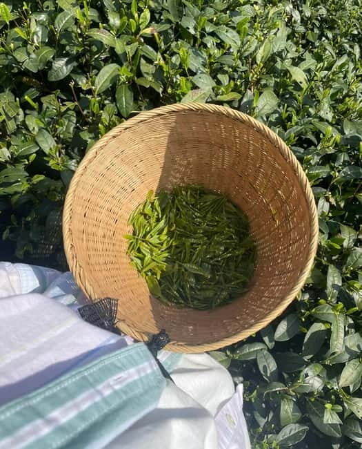 From Hangzhou: Longwu Tea Village, Longmen Town & Dam Tour - FAQ