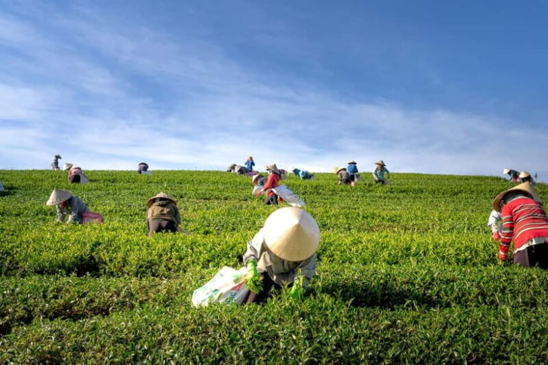 From Hanoi: 4-Day Moc Chau Tea Plantation and Waterfall Tour - Final Thoughts