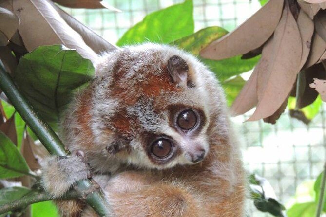 From Hanoi: Cuc Phuong National Park Day Trip by Private Car - FAQs