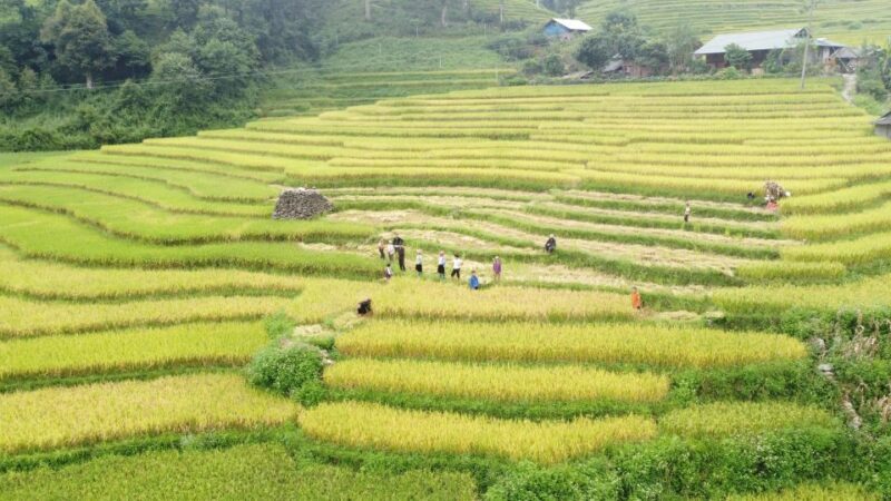 From Hanoi: Discover Sapa 2-Day 1-Night Trekking Adventure - Transport and Comfort