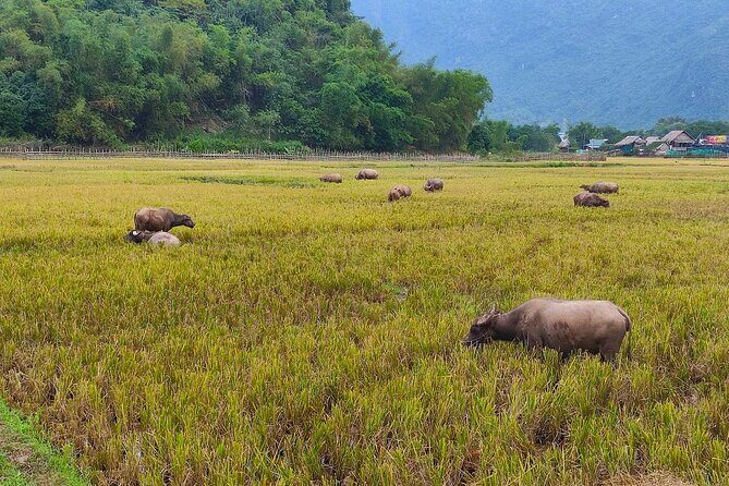 From Hanoi: Discover the Tranquil Beauty of Mai Chau by Bicycle - An Honest Look at the Mai Chau Bicycle Tour