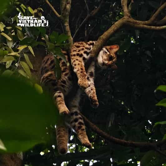 From Hanoi Explore Fresh Nature, See Wild Animal & Fireflies - Exploring Vietnam’s Natural Wonders: From Hanoi to Cuc Phuong National Forest