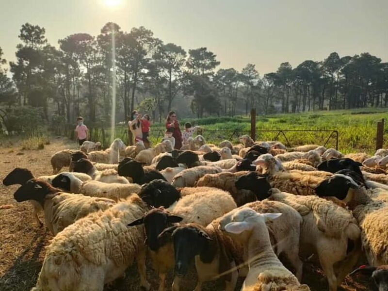 From Hanoi: Full-Day Authentic Vietnam Farming Tour - Discover the Charm of Vietnamese Countryside Farming with a Full-Day Tour from Hanoi