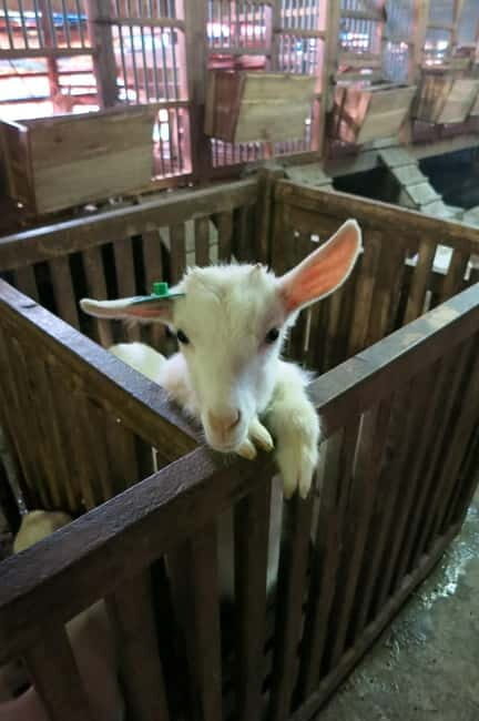 From Hanoi: Full-Day Authentic Vietnam Farming Tour - The Farm-to-Table Lunch