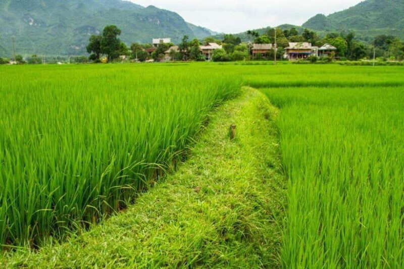 From Hanoi: Full-Day Mai Chau Group or Private Tour - Authentic Experiences You’ll Remember
