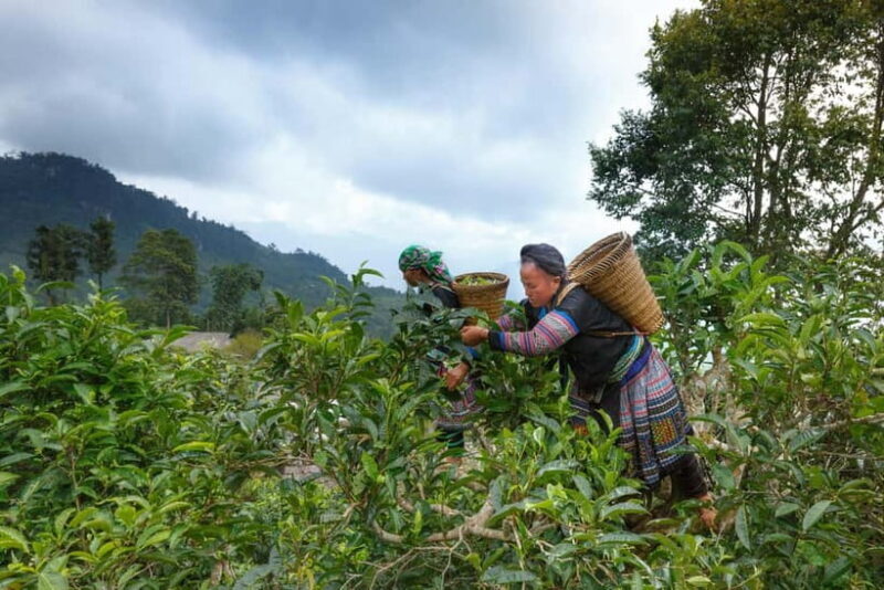 From Hanoi: Moc Chau 3-Day Guided Tour - An In-Depth Look at the Itinerary