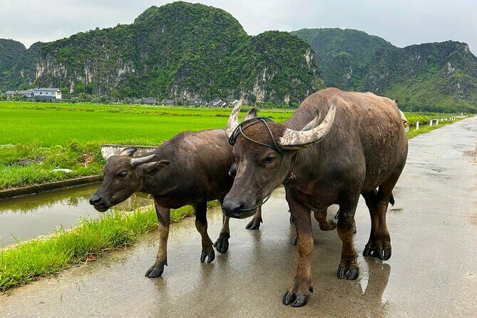From Hanoi: Scenic Ninh Binh Motorbike Tour to Hidden Treasures - Final Thoughts