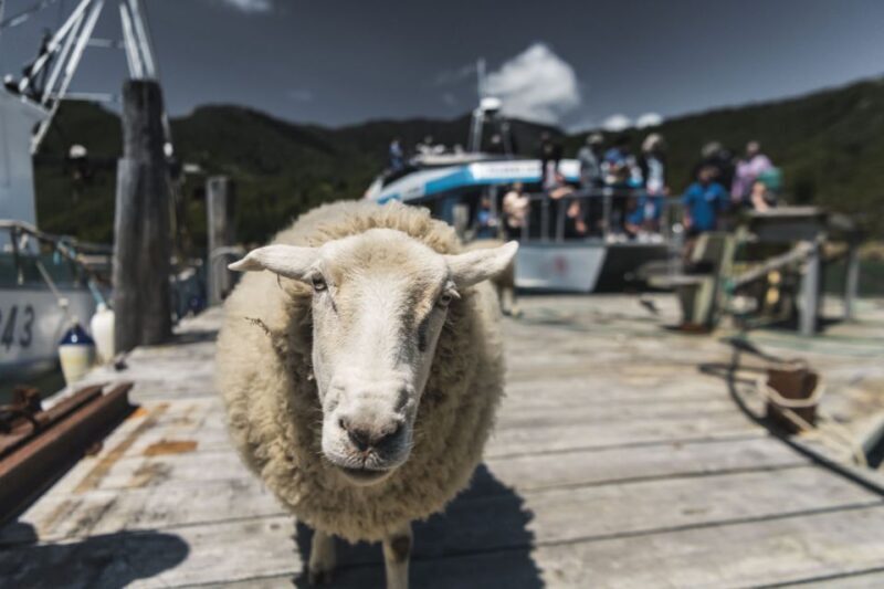 From Havelock: Marlborough Sounds Mail Boat Full-Day Cruise - An In-Depth Look at the Marlborough Sounds Mail Boat Cruise