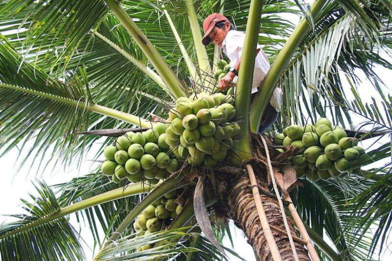 From HCM: 2-Day Tour Mekong Delta, Cai Rang Floating Market - Key Points