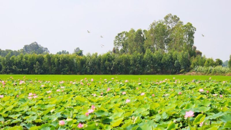 From HCM City: Mekong Delta Dong Thap Sa Dec 1 Day Tour - A Close Look at the Itinerary