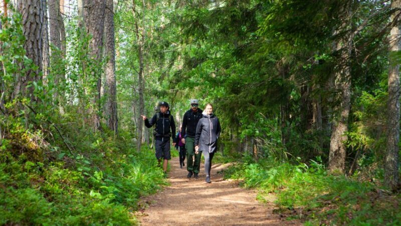 From Helsinki: Berry Picking Day Trip in a National Park - Key Points