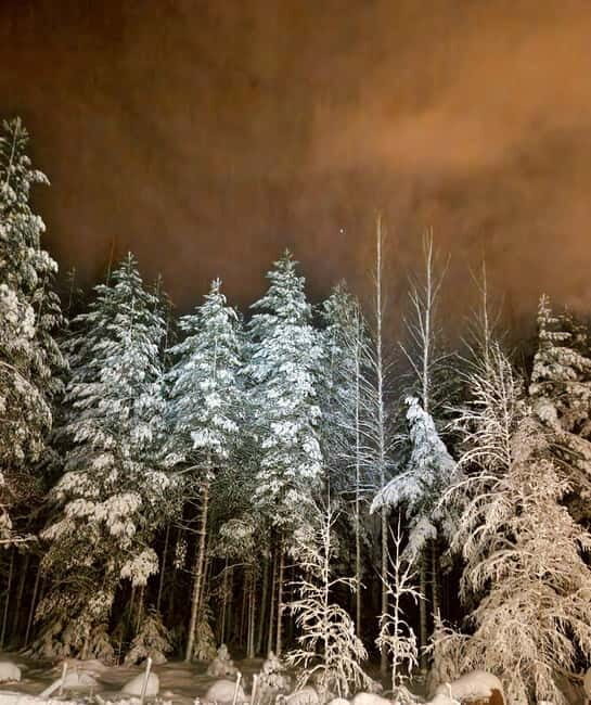 From Helsinki: Guided Forest Walk in the dark with campfire - The Sum Up