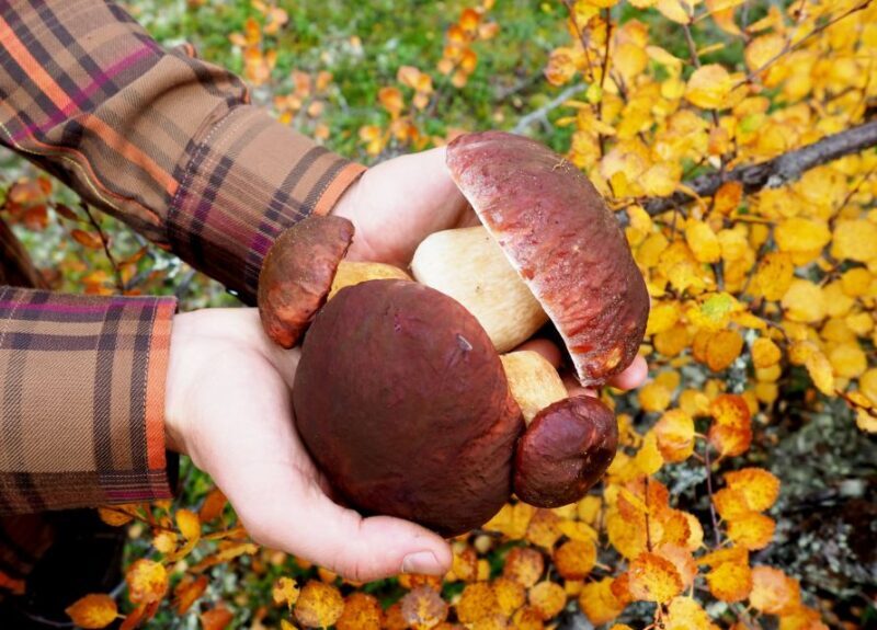 From Helsinki: Mushroom Hunting Tour in a National Park - An In-Depth Look at the Mushroom Hunting Tour