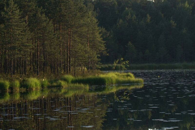 From Helsinki: Nuuksio National Park Half-Day Trip - Key Points