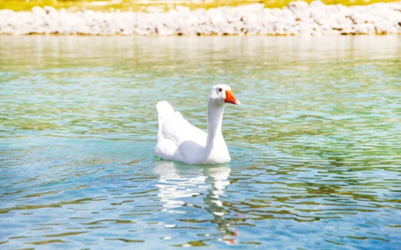 From Heraklion: Chania, Lake Kournas & Rethymno Guided Trip - The Experience and Its Value for You