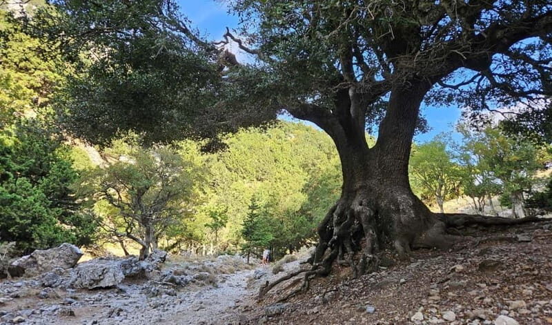 From Heraklion: Imbros Gorge Private Tour - Introduction
