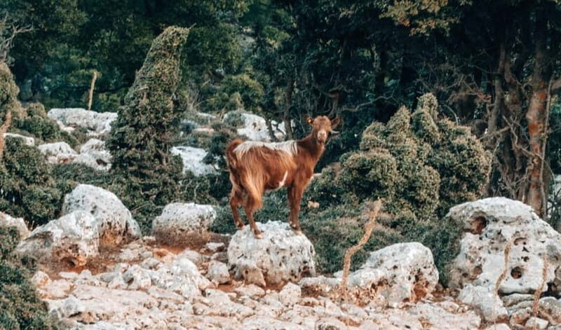 From Heraklion: Imbros Gorge Private Tour - What Travelers Get: Practical Details