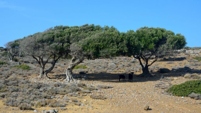 From Heraklion: Palm Forest Beach of Vai, Toplou & Sitia - Exploring the Crete East Coast: A Deep Dive