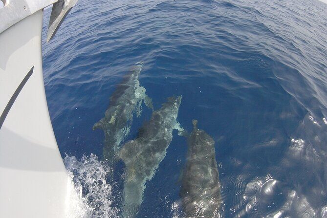 From Heraklion : Small Group 6 hours Sailing Trip to Dia Island - Who Should Consider This Tour?