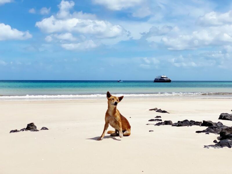 From Hervey Bay: Remote K'gari Tour by Boat with Lunch - Final Thoughts