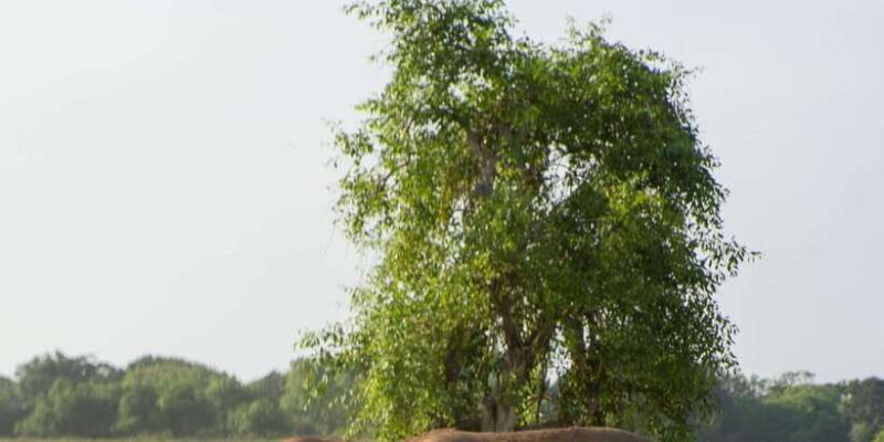 From Hikkaduwa/ Galle/ Mirissa - Yala National Park Safari - The Cost and Value for Money