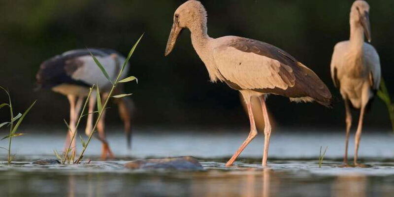 From Hikkaduwa/ Galle/ Mirissa - Yala National Park Safari - FAQ
