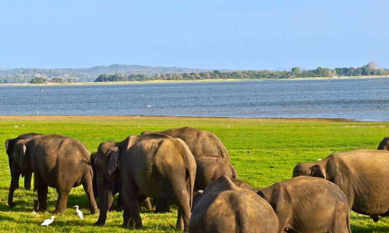 From Hikkaduwa/Galle/Weligama/Mirissa: Udawalawa Safari Tour - Key Points