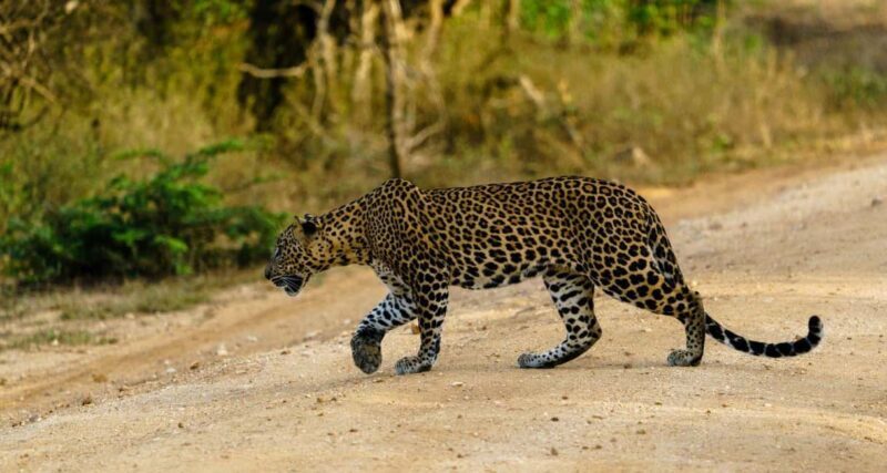 From Hikkaduwa/Mirissa/Galle/Tangalle - Yala Leopard Safari - Introduction: An Invitation to the Wild Side