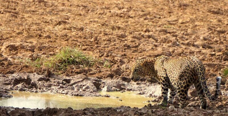 From Hikkaduwa/Mirissa/Galle/Tangalle - Yala Leopard Safari - The Cost: Is It Worth It?