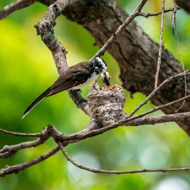 From Hikkaduwa/Mirissa/Galle/Tangalle - Yala Leopard Safari - The Sum Up: Is This Safari Worth It?