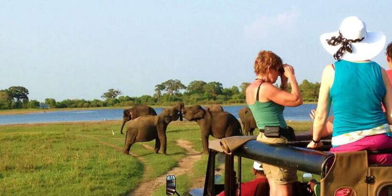 From Hikkaduwa: Udawalawe National Park Safari Tour - A Practical Guide to the Udawalawe Safari