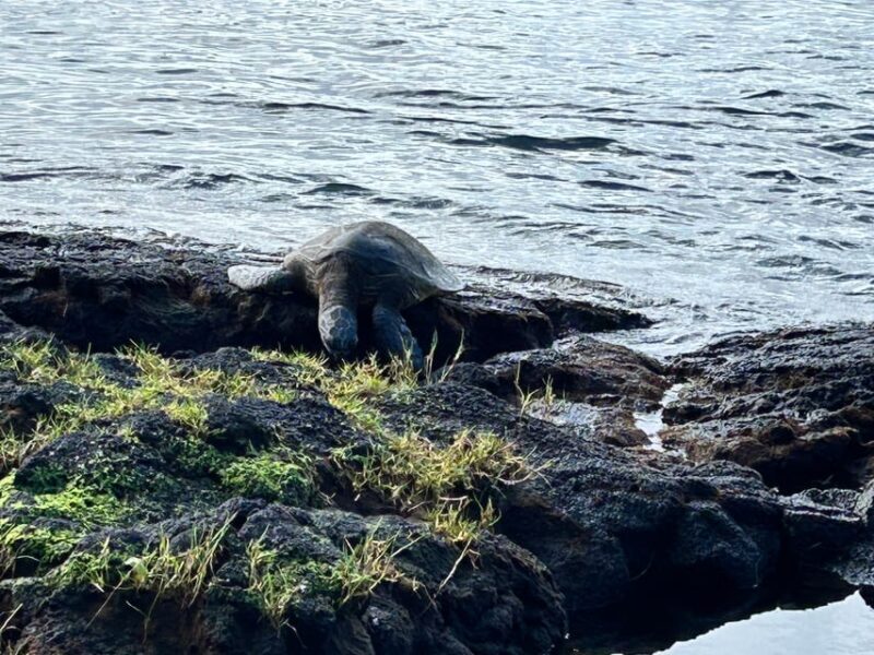From Hilo: Hawaii Volcanoes National Park Tour - Final Thoughts: Is This Tour for You?