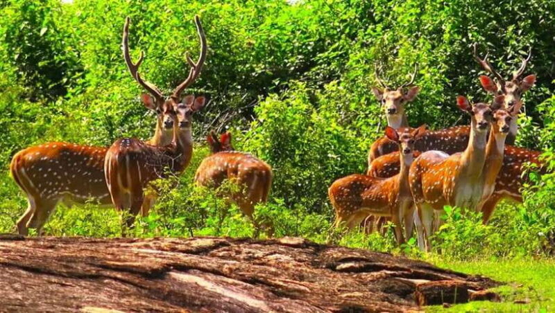 From: Hiriketiya/ Tangalle - Udawalawe Safari - To: Ella - Detailed Exploration of the Safari Experience