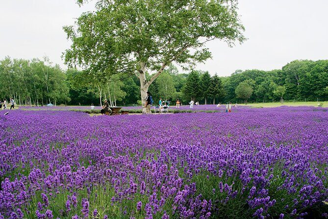 From Hitsujigaoka to Buddha Hill Sapporo Photo Spots Tour - Who Will Love This Tour?