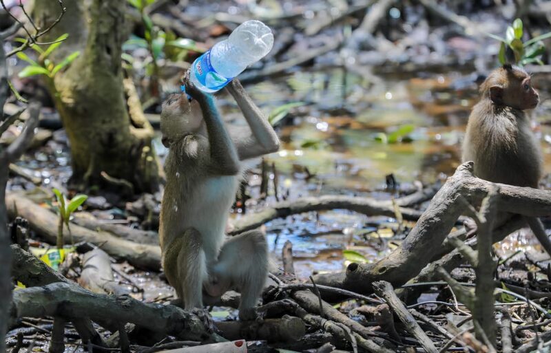 From Ho Chi Minh: Can Gio Mangrove Forest & Monkey Island - FAQ