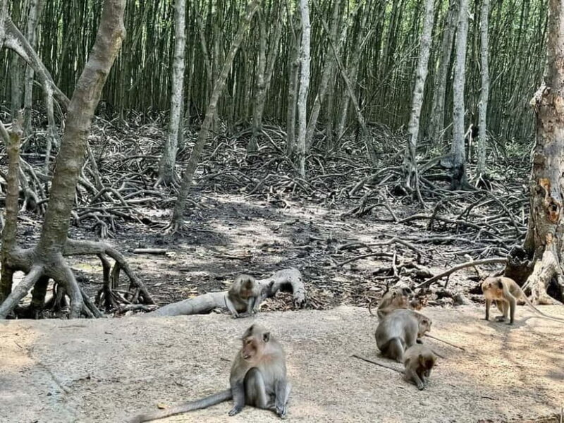 From Ho Chi Minh: Can Gio Monkey Island & Mangrove Tour - Final Thoughts