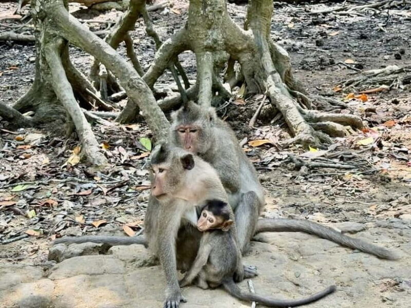 From Ho Chi Minh: Can Gio Monkey Island & Mangrove Tour - FAQ