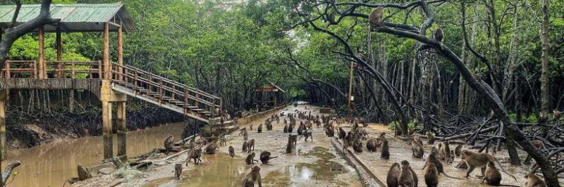 From Ho Chi Minh City: Can Gio Mangrove Forest Day Tour - An In-Depth Look at the Can Gio Mangrove Forest Tour