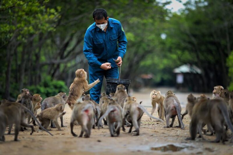 From Ho Chi Minh City: Can Gio Mangrove Guided Forest Tour - Exploring the Can Gio Mangrove Forest