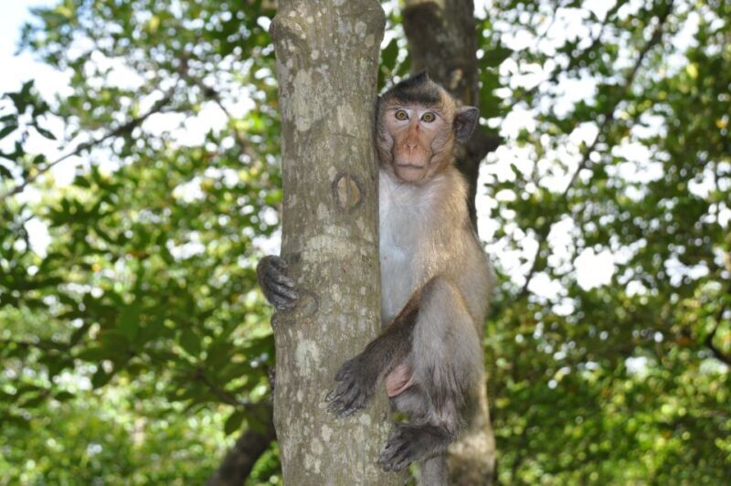 From Ho Chi Minh City: Can Gio Mangrove Guided Forest Tour - Market & Farewell Gift